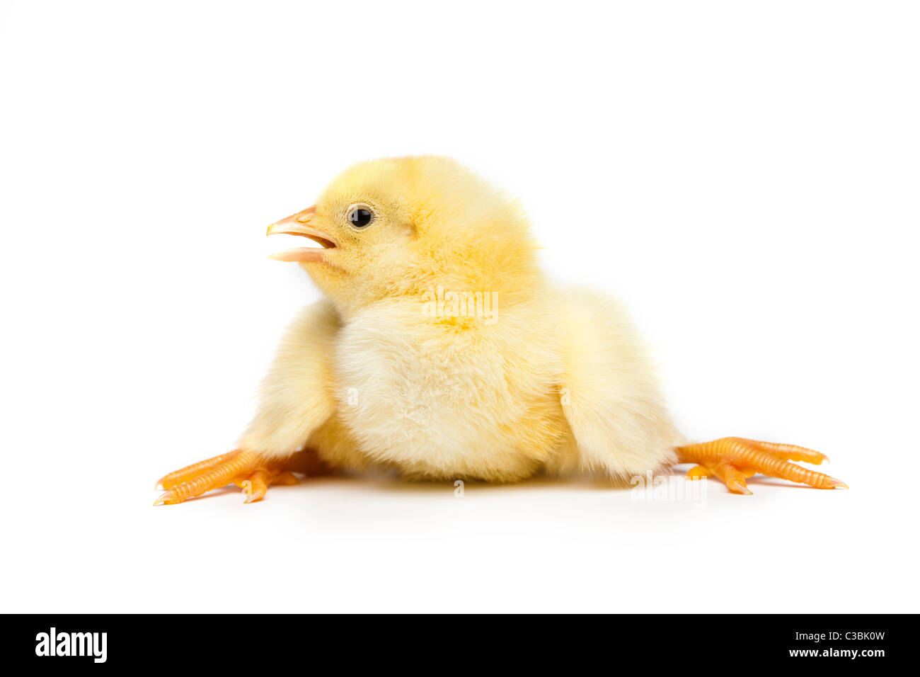 Yellow Chick over white background Stock Photo - Alamy