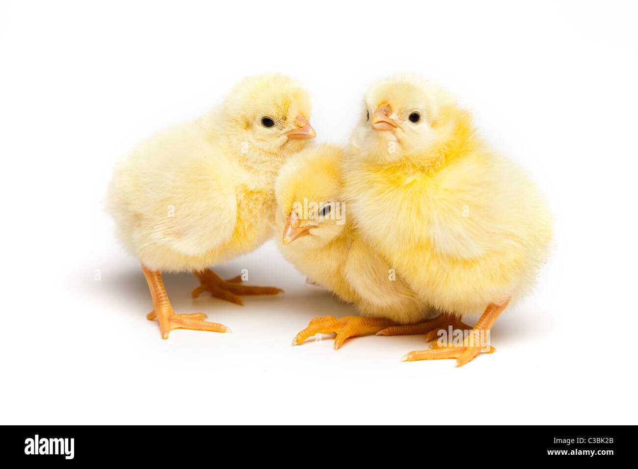 Yellow Chick over white background Stock Photo - Alamy