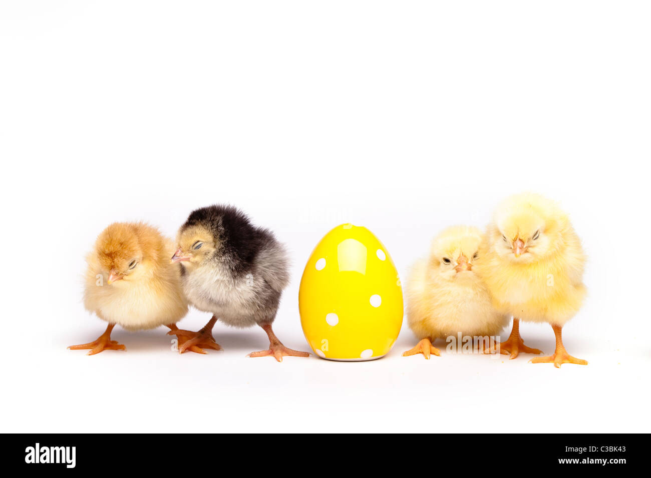Yellow Chick over white background Stock Photo - Alamy