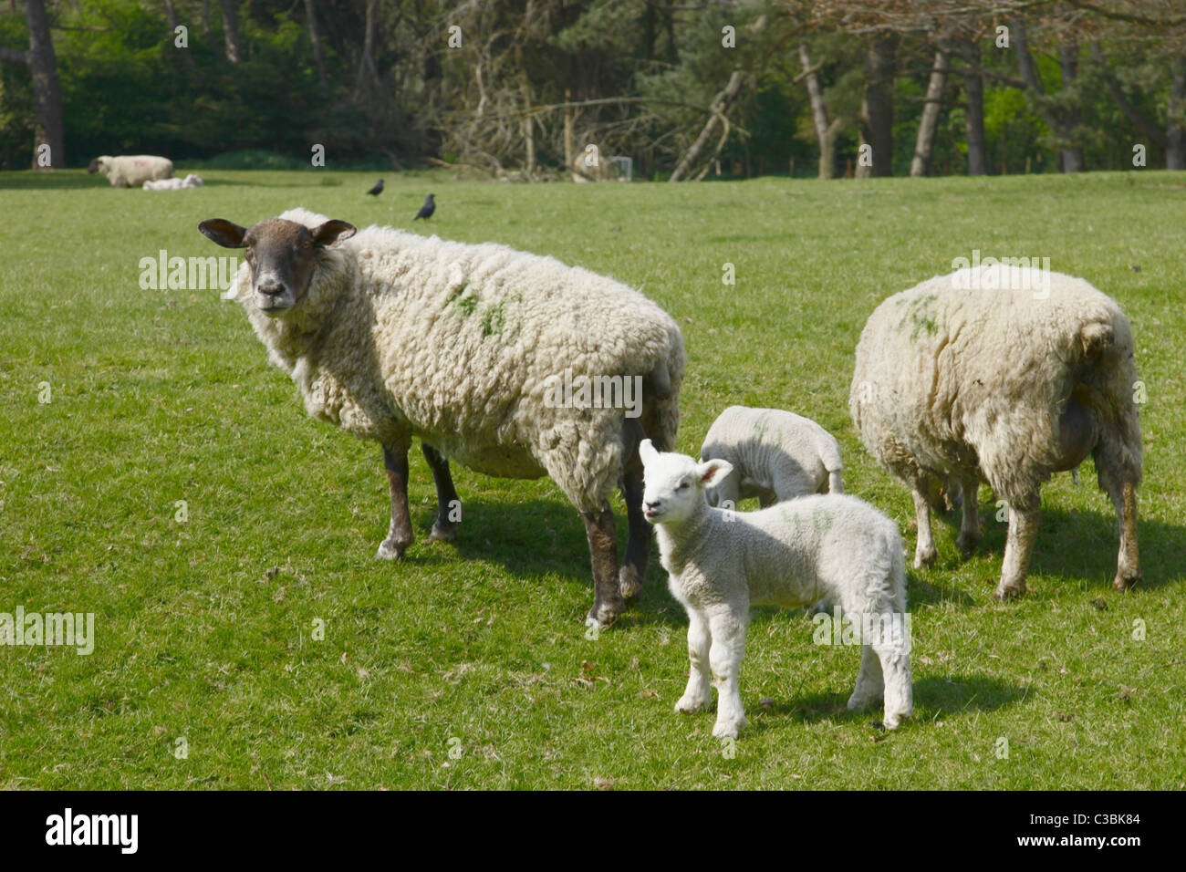 Lambs and ewes hi-res stock photography and images - Alamy