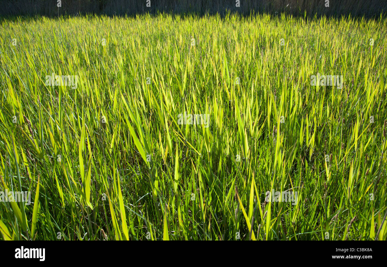 Suffolk reed beds hi-res stock photography and images - Alamy