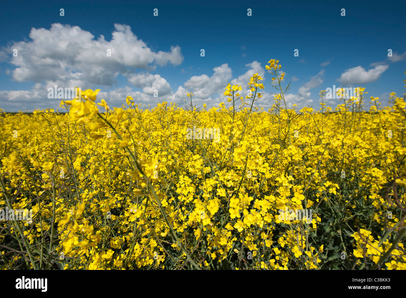 Yellow rape field against blue sky with white clouds Wide angle Stock ...