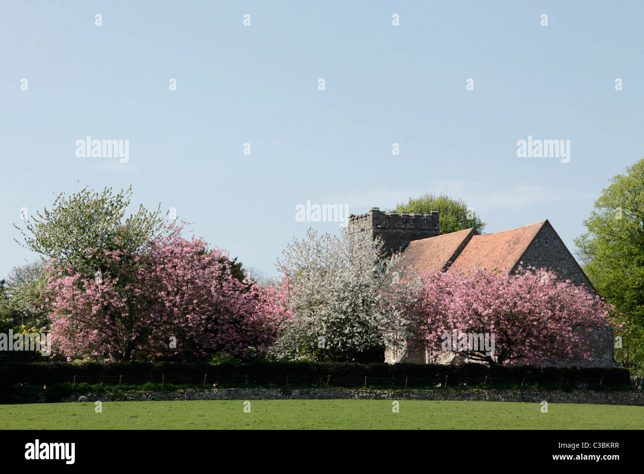 Flowering cherry trees at the Church of St Peter and St Paul Saltwood ...