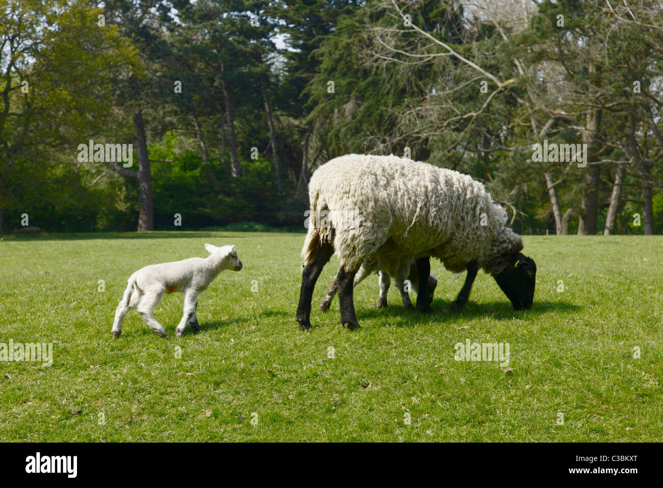 Following the mother hi-res stock photography and images - Alamy