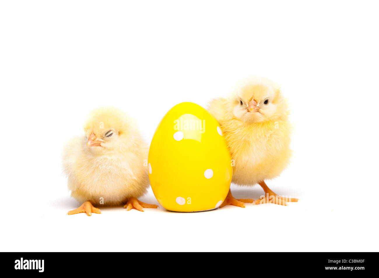 Yellow Chick over white background Stock Photo - Alamy