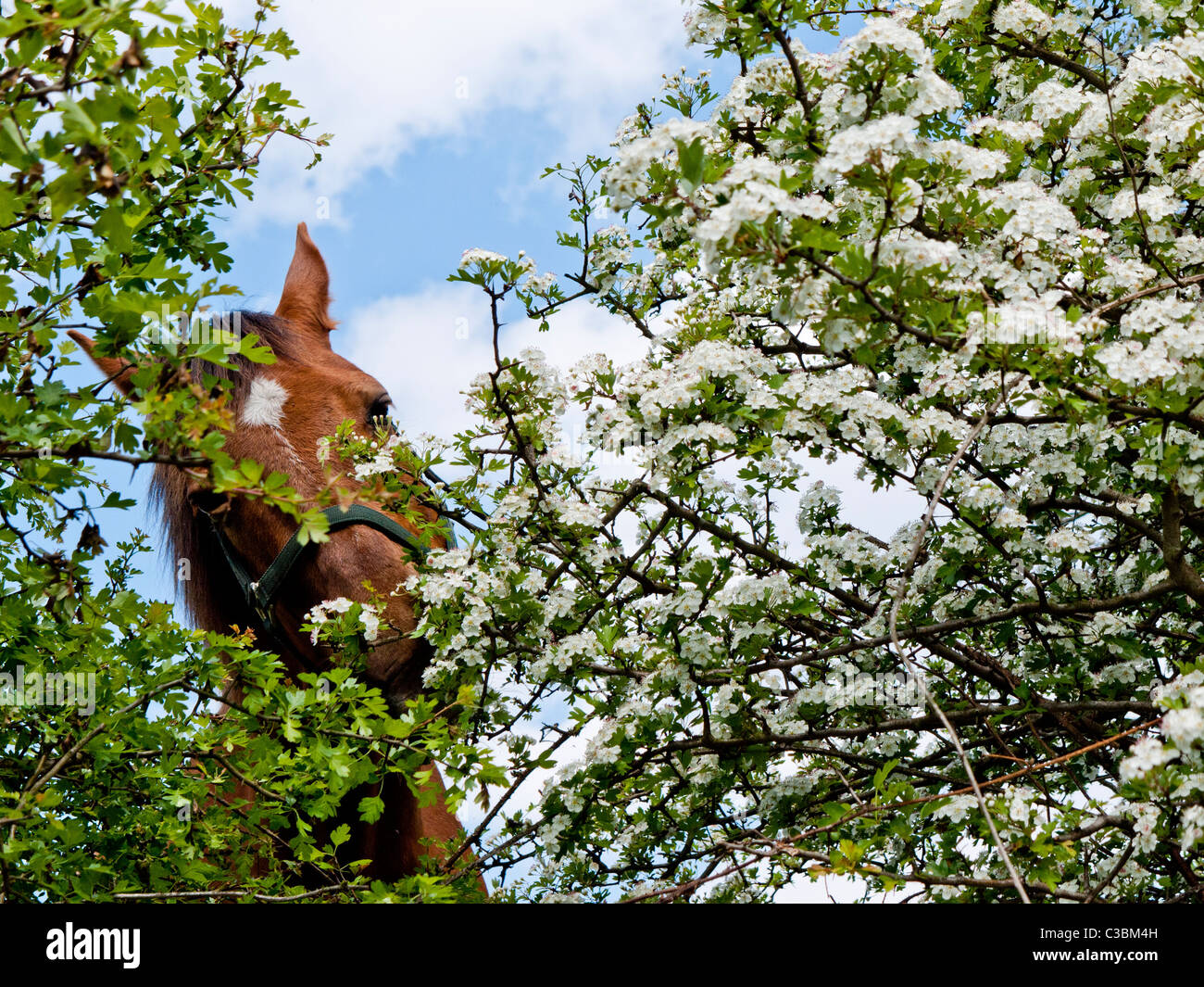Horse eating Hawthorn bush, England, UK Stock Photo - Alamy