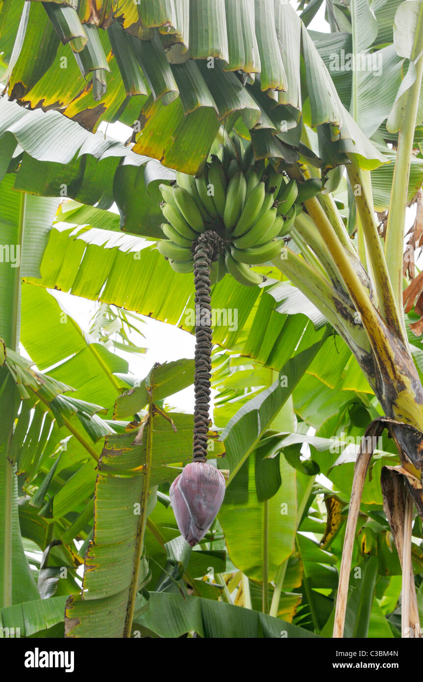Banana Trees Kona Hawaii Pacific Ocean Stock Photo - Alamy