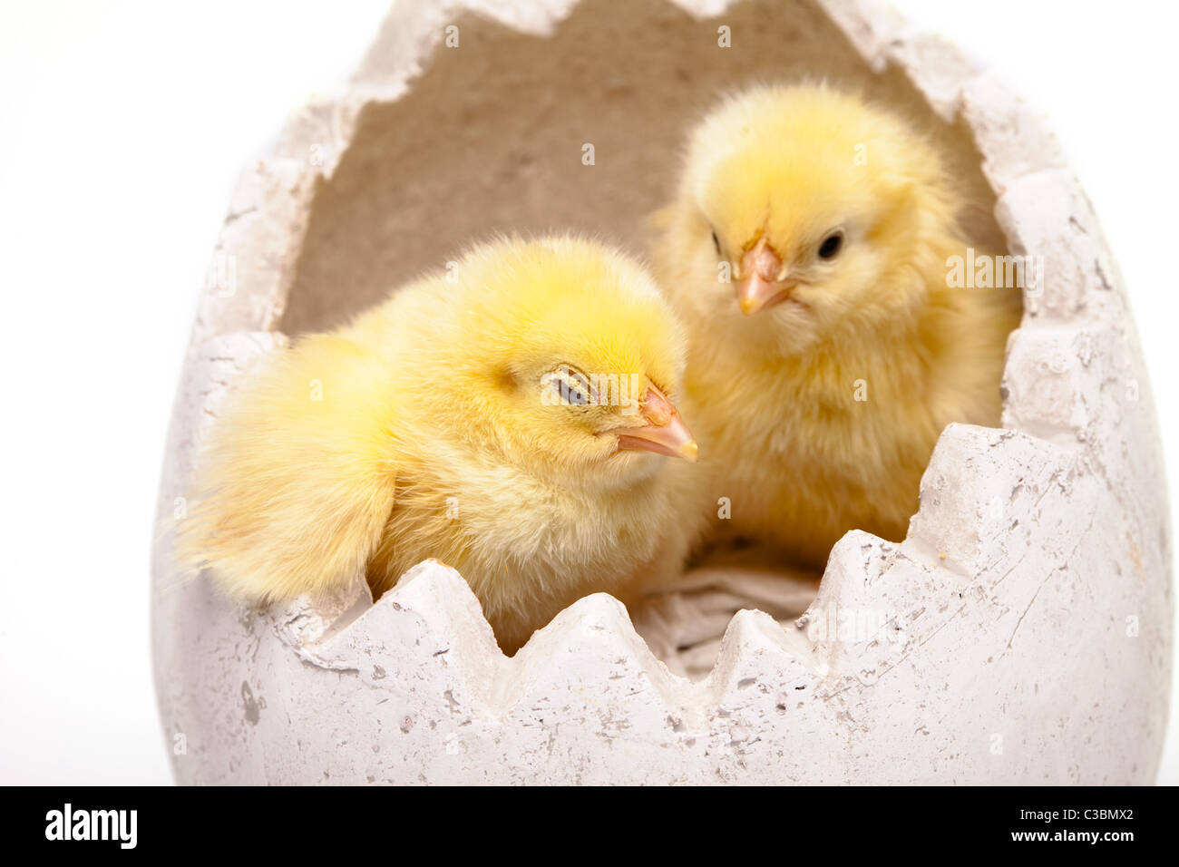 Yellow Chick over white background Stock Photo - Alamy