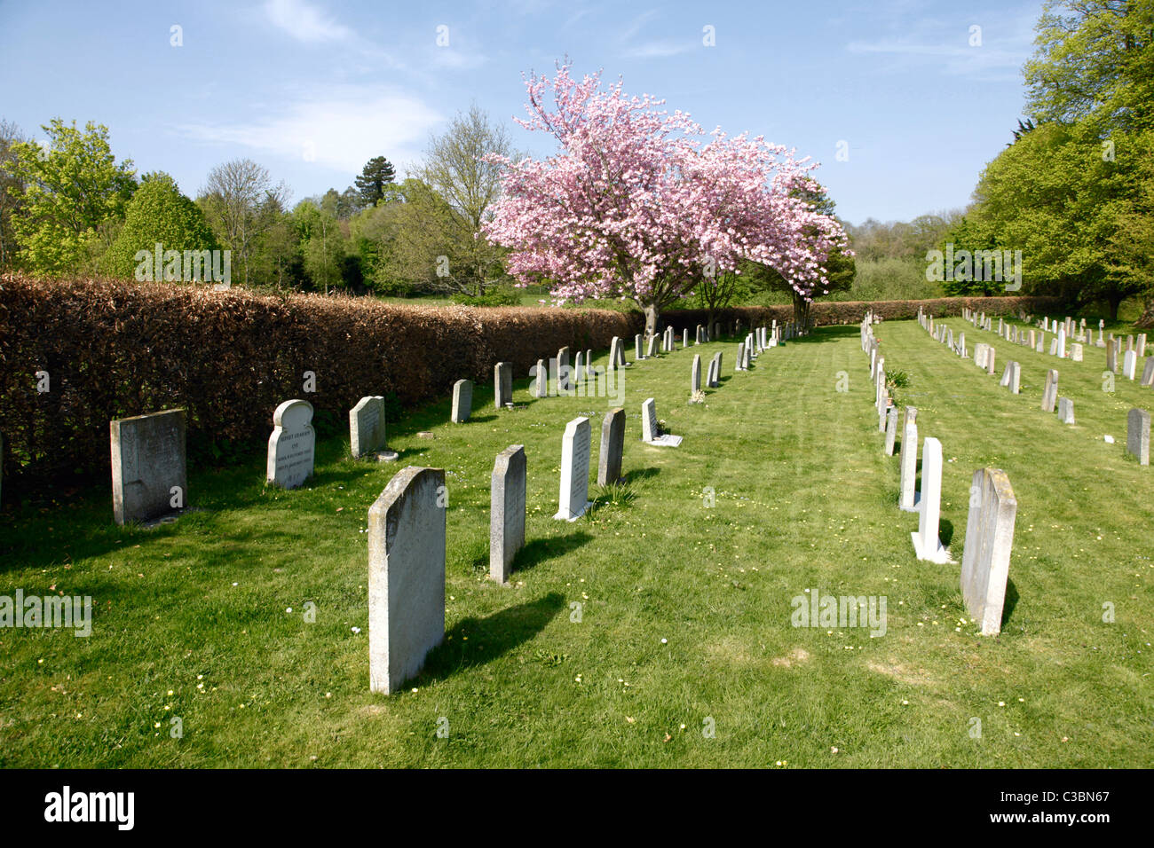 Gravestones and flowering cherry tree Saltwood Hythe Kent Stock Photo ...