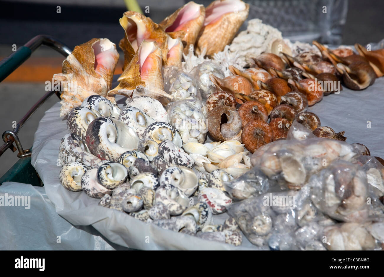 Shells vacation market hi-res stock photography and images - Alamy