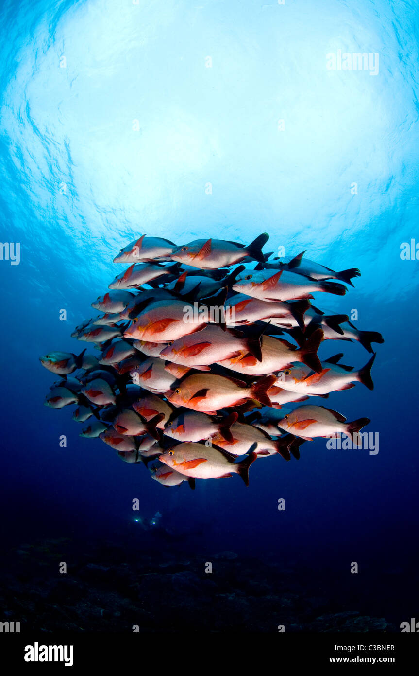 Humpback snapper Lutjanus-gibbus Stock Photo - Alamy