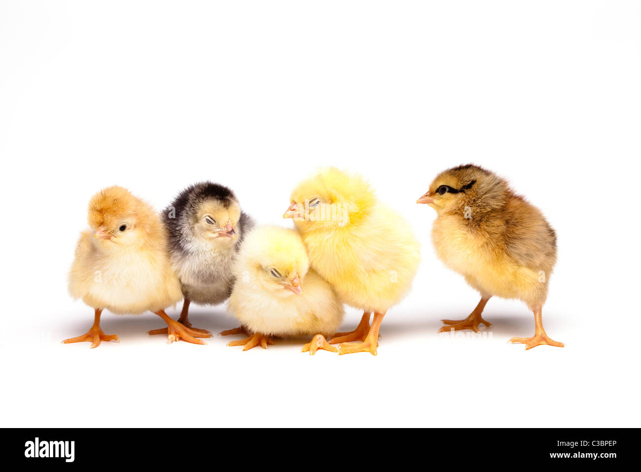 Yellow Chick over white background Stock Photo - Alamy
