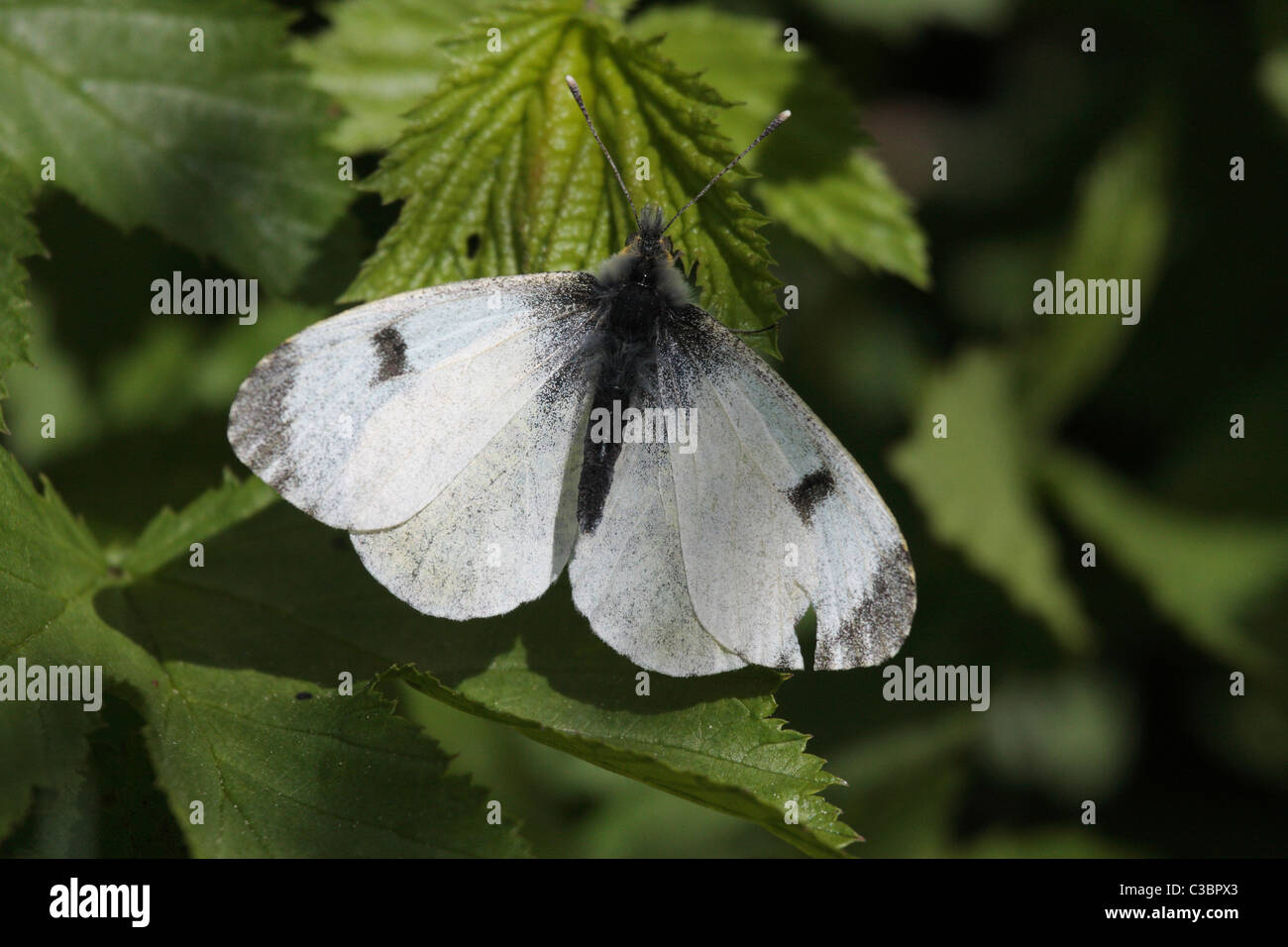 Small white butterfly hi-res stock photography and images - Alamy