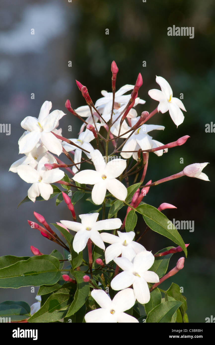 Close-up of jasmine plant and flowers Stock Photo - Alamy