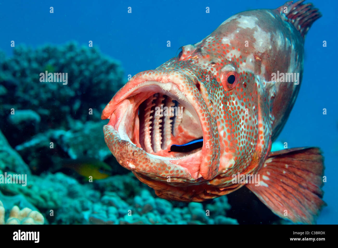 Grouper mouth hi-res stock photography and images - Alamy