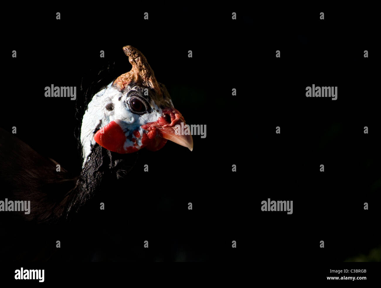 Tarentaal hi-res stock photography and images - Alamy