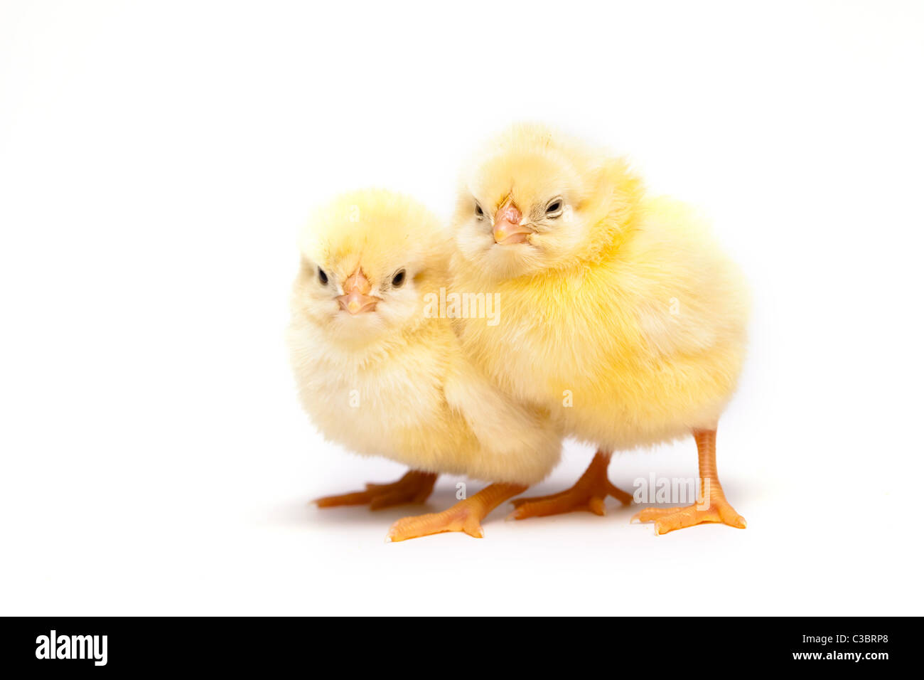 Yellow Chick over white background Stock Photo - Alamy