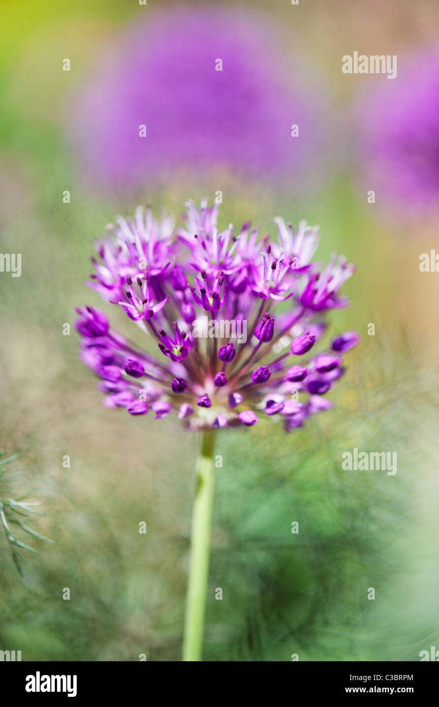 Allium hollandicum 'Purple Sensation'. Ornamental Onion flower amongst ...