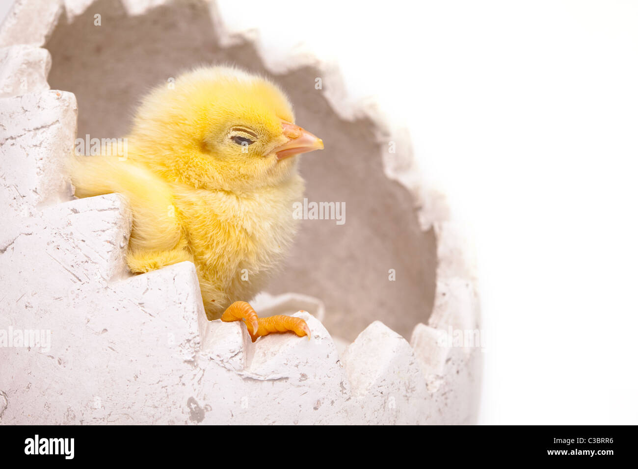 Yellow Chick over white background Stock Photo - Alamy