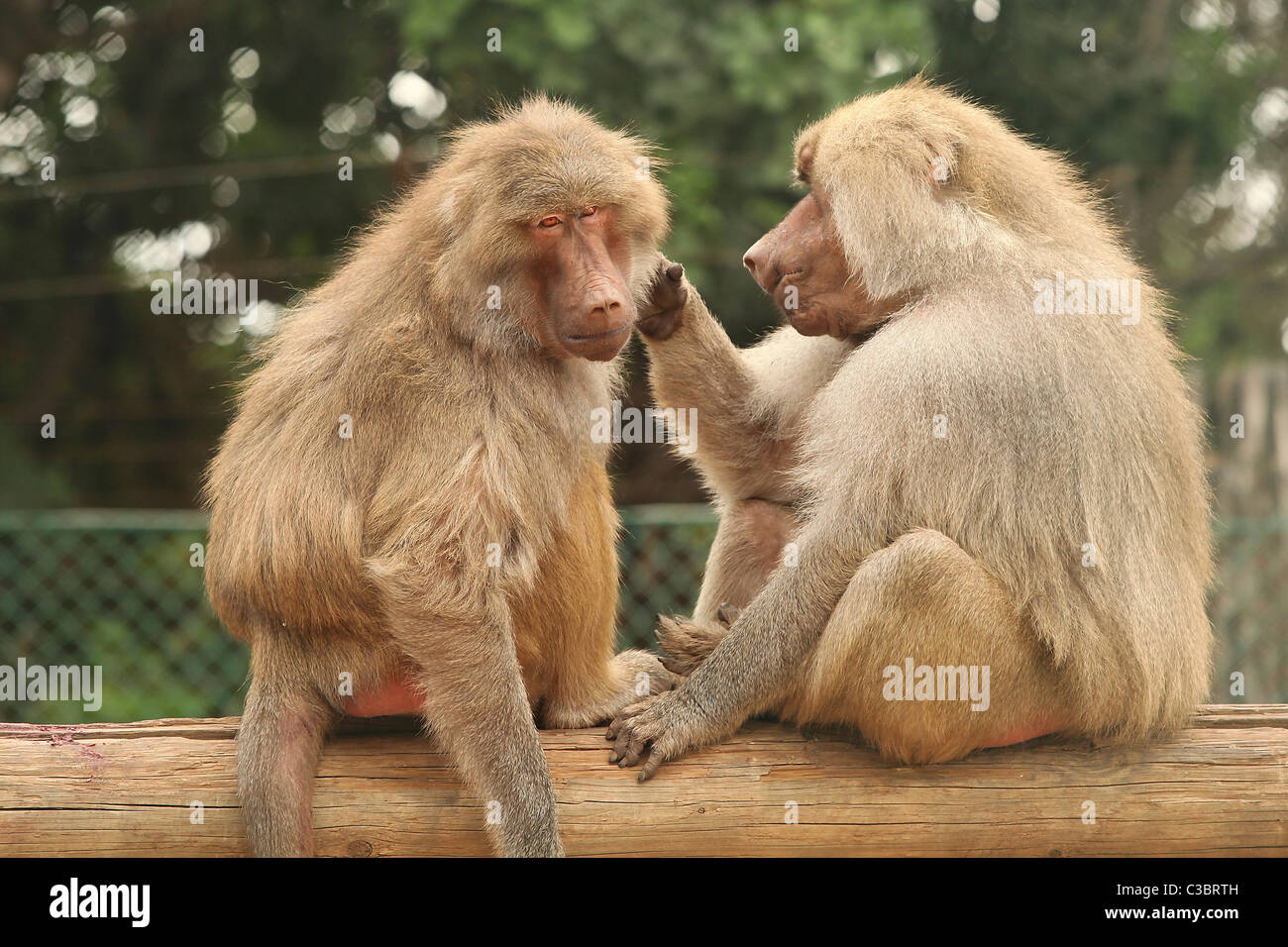 Hamadryas baboons in captivity hi-res stock photography and images - Alamy