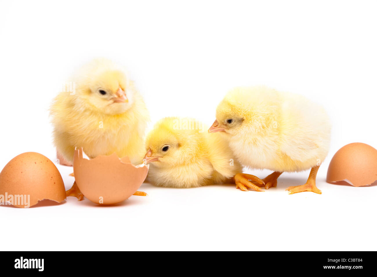 Yellow Chick over white background Stock Photo - Alamy
