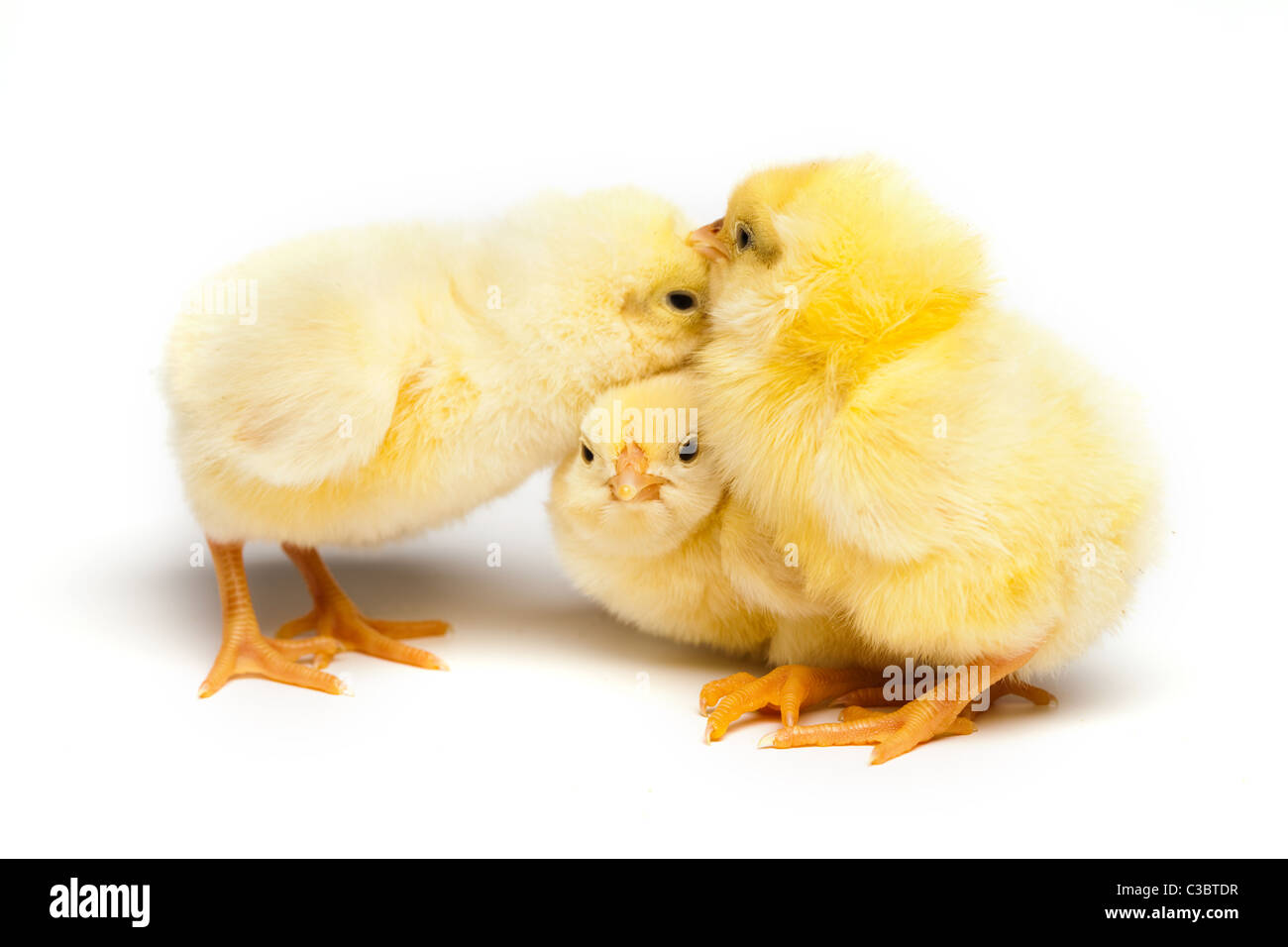 Yellow Chick over white background Stock Photo - Alamy
