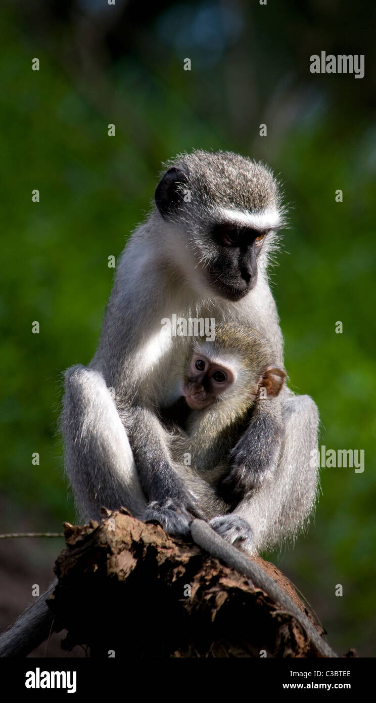 Monkey and child Stock Photo - Alamy