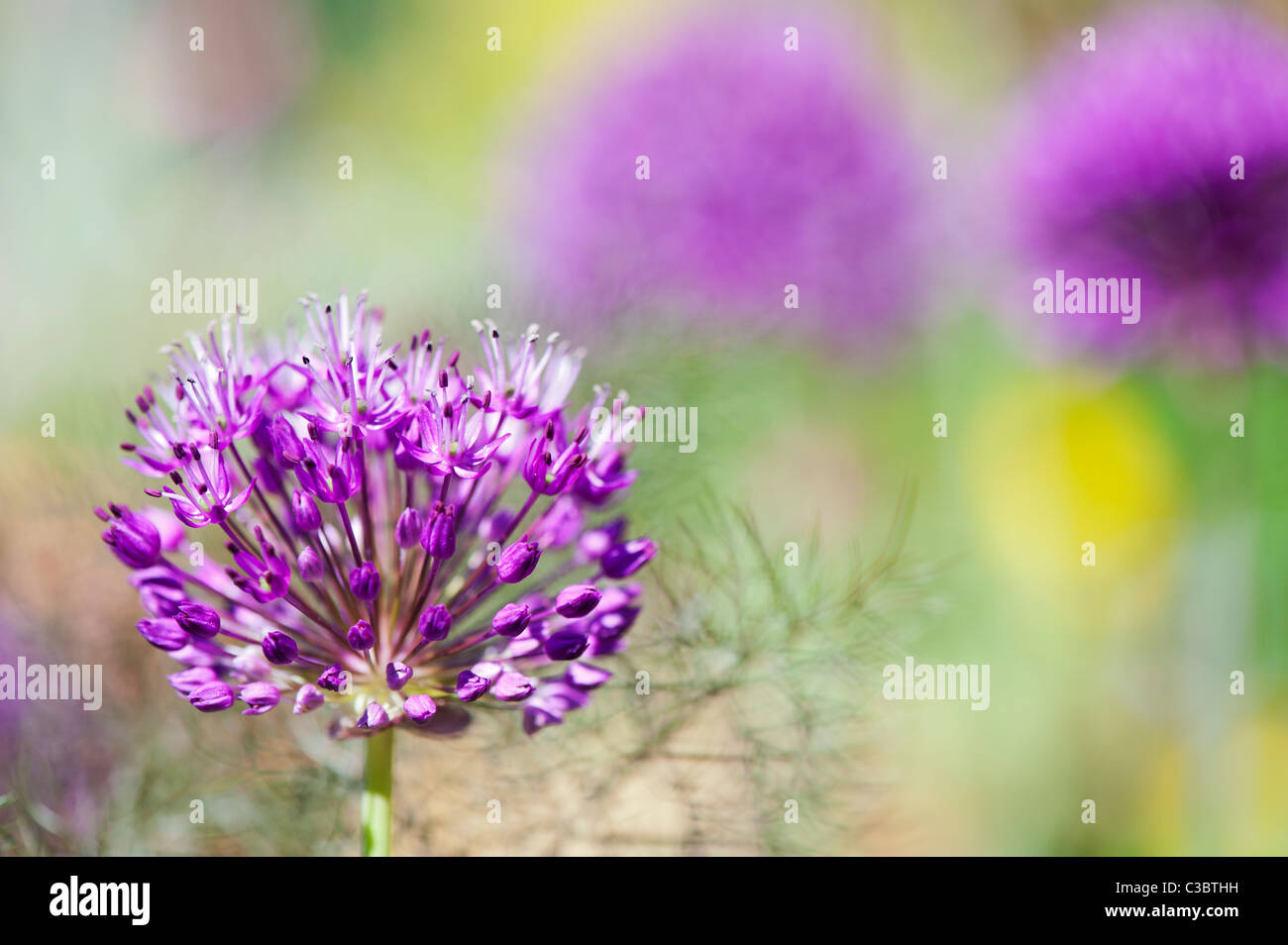 Allium hollandicum 'Purple Sensation'. Ornamental Onion flower amongst ...