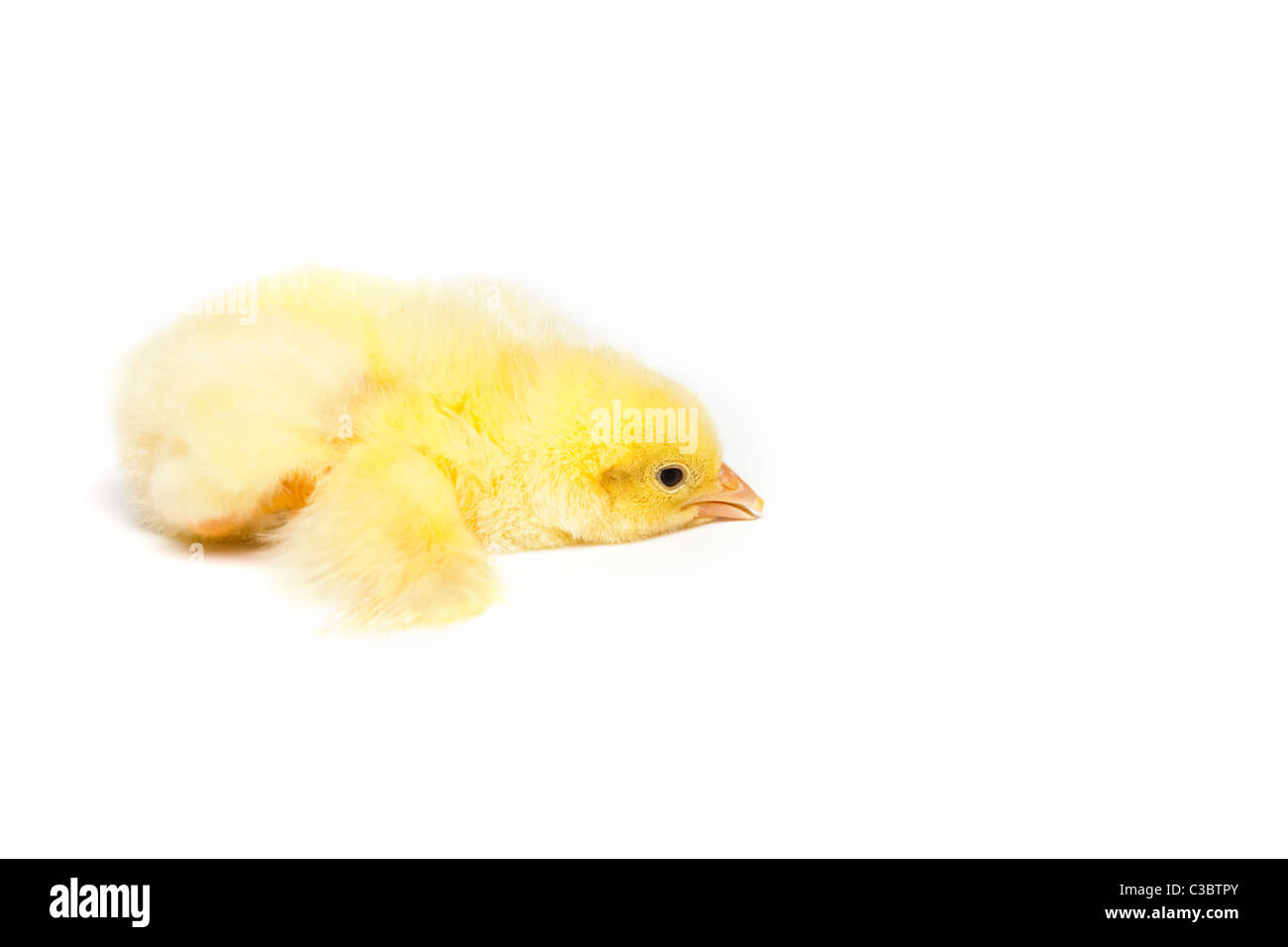Yellow Chick over white background Stock Photo - Alamy
