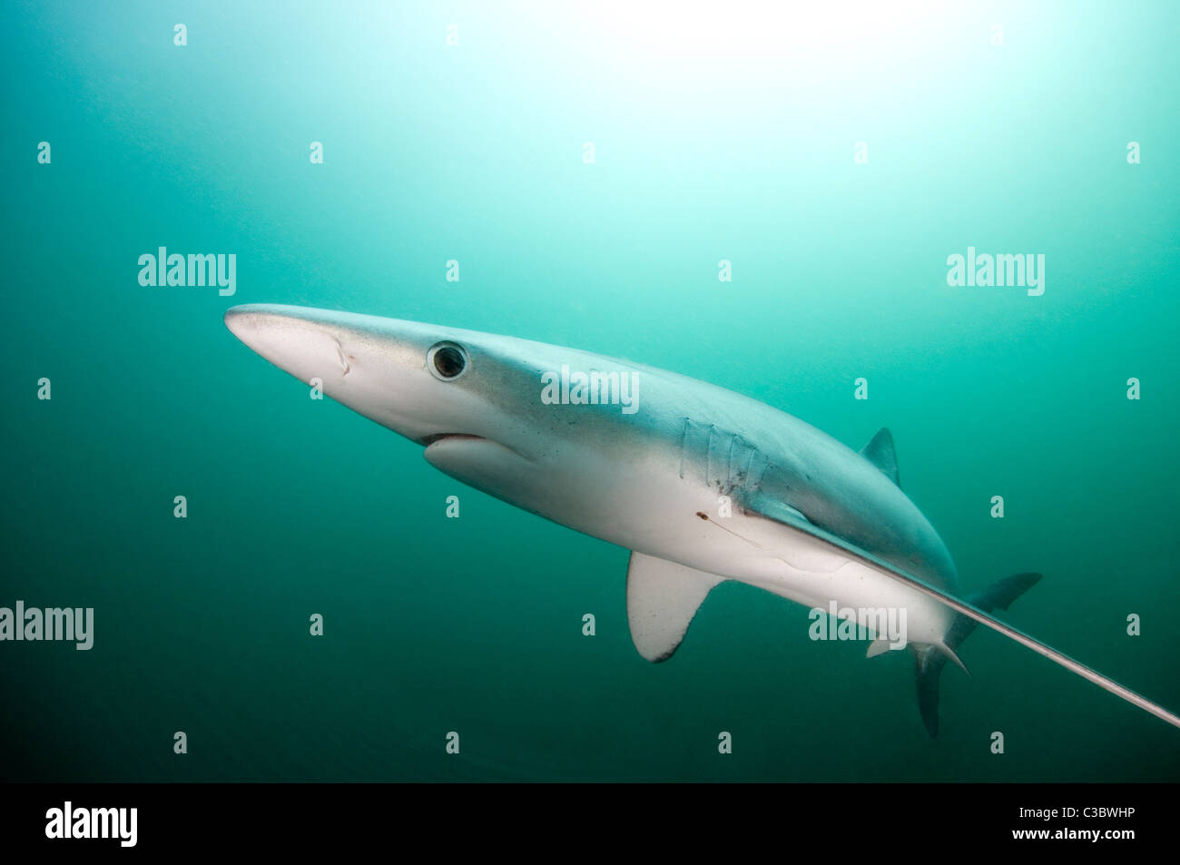 Blue shark Prionace-glauca Stock Photo - Alamy