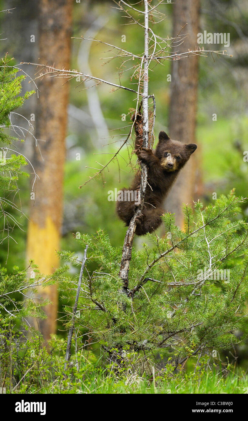 Baby bear hi-res stock photography and images - Alamy