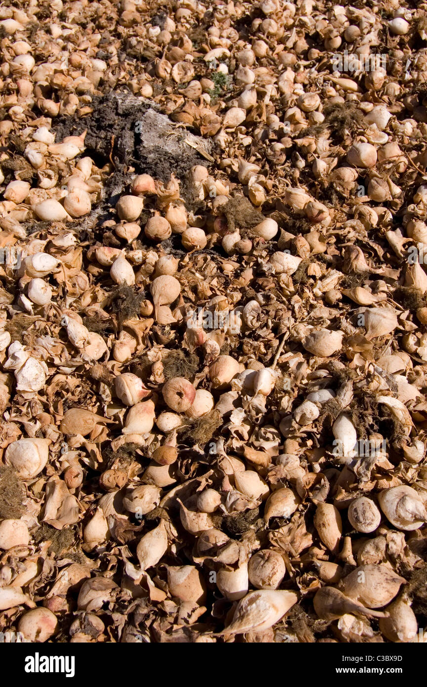 Spongy and bulbous stalks (Inflated petiole) of dried Common Water ...