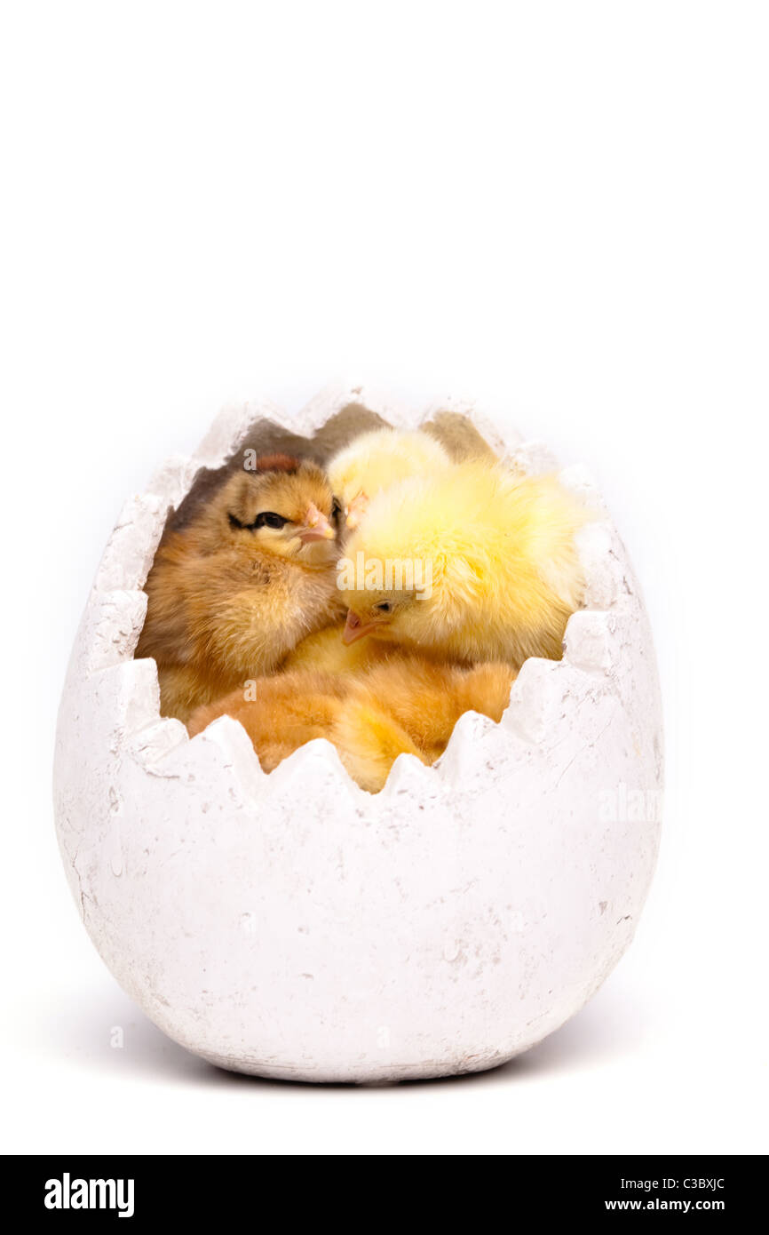 Yellow Chick over white background Stock Photo - Alamy