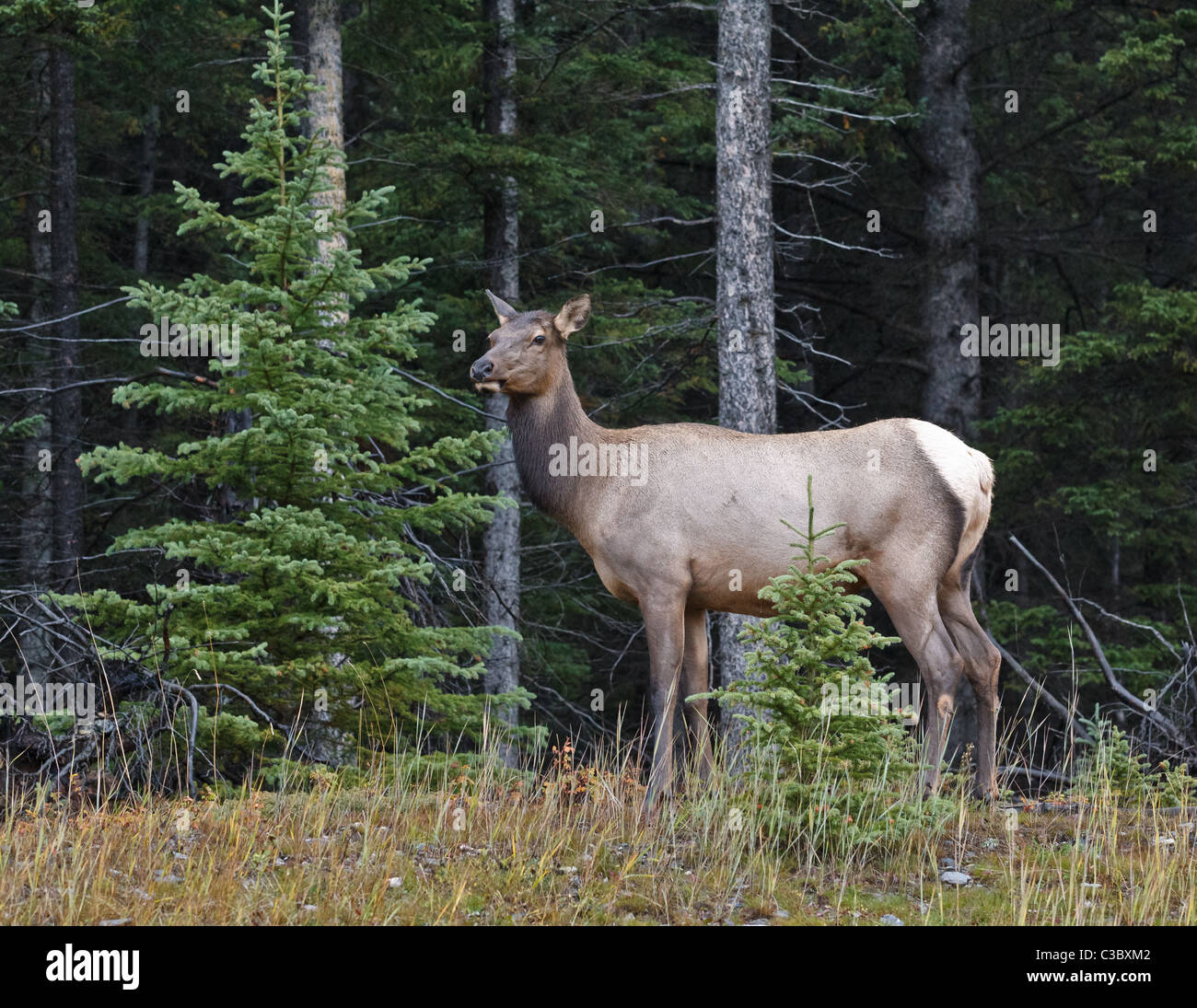 Female elk in banff alberta hi-res stock photography and images - Alamy