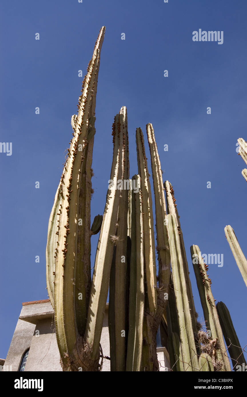 Fence post cactus (Pachycereus marginatus) with flower buds Stock Photo ...