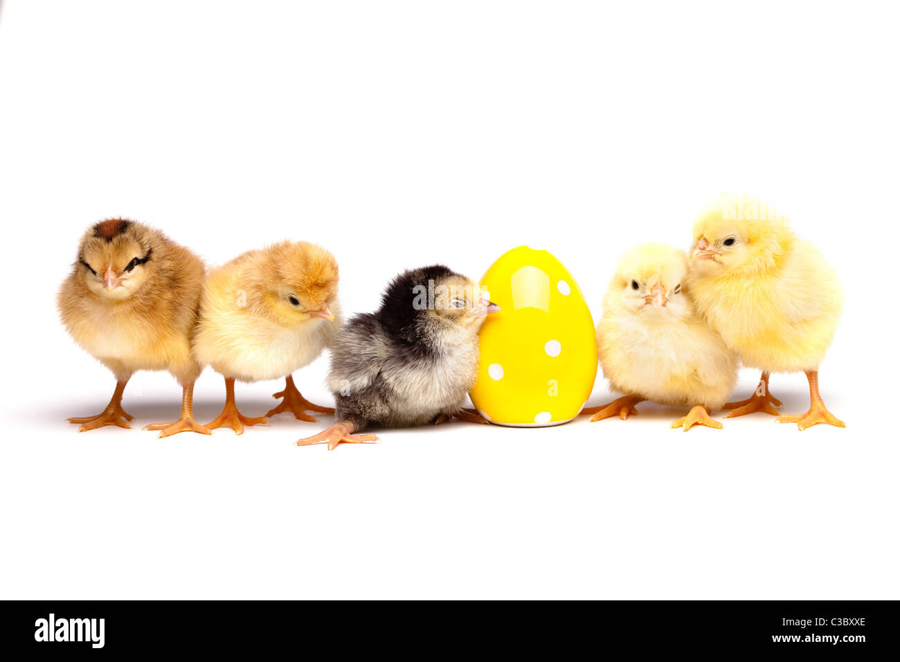 Yellow Chick over white background Stock Photo - Alamy