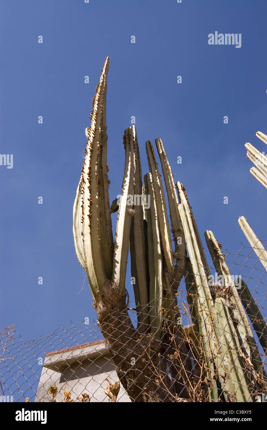 Fence post cactus (Pachycereus marginatus) with flower buds Stock Photo ...