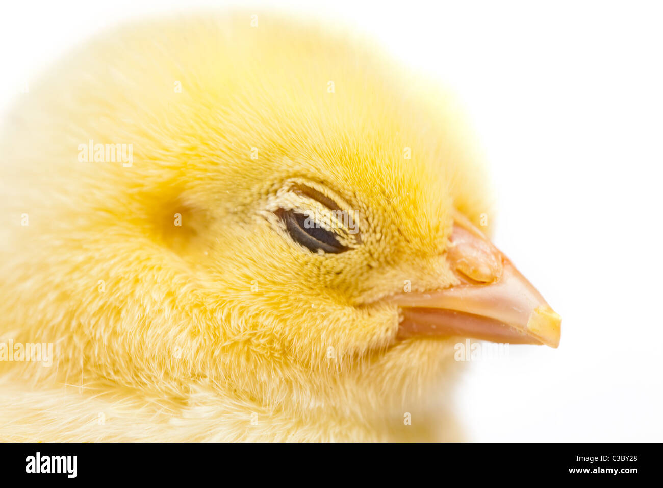 Yellow Chick over white background Stock Photo - Alamy