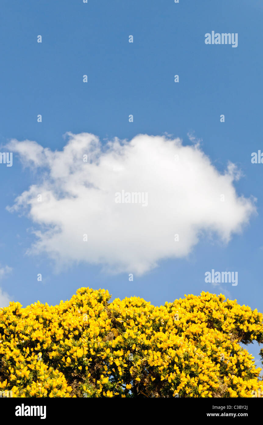Whin bush hi-res stock photography and images - Alamy
