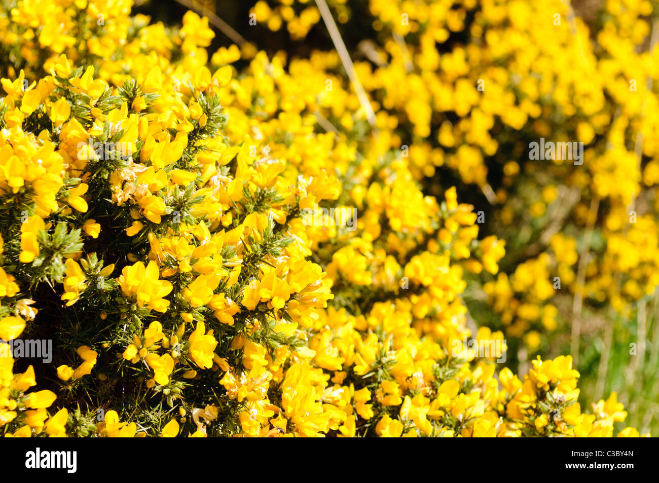 Gorse bush in flower Stock Photo - Alamy