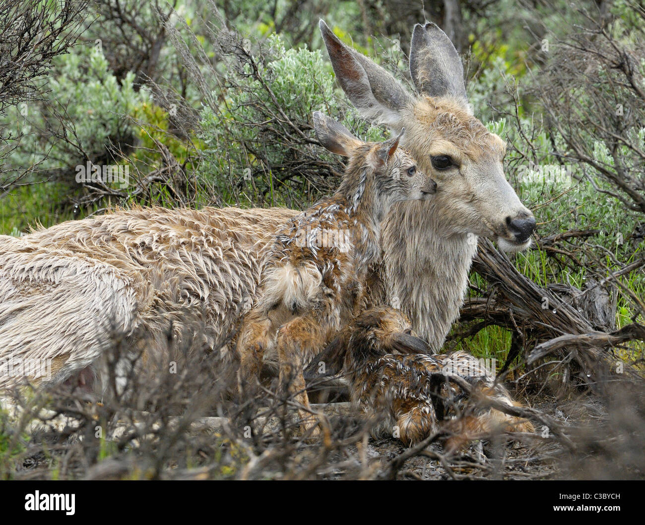 Beautiful shot cute deer forest hi-res stock photography and images - Alamy
