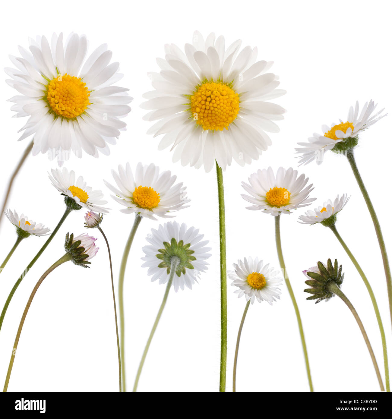 Daisy, Bellis perennis, in front of white background Stock Photo - Alamy