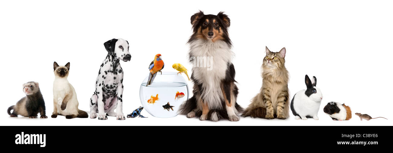 Group of pets sitting in front of white background Stock Photo - Alamy