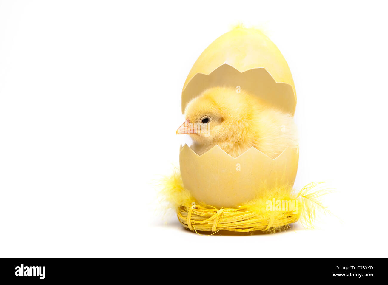Yellow Chick over white background Stock Photo - Alamy