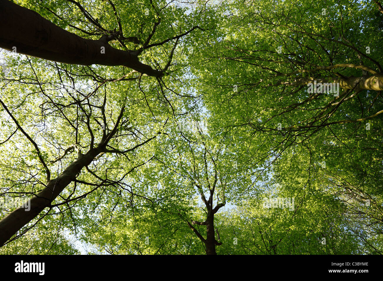 Tree Canopy From Below Stock Photos & Tree Canopy From Below Stock ...