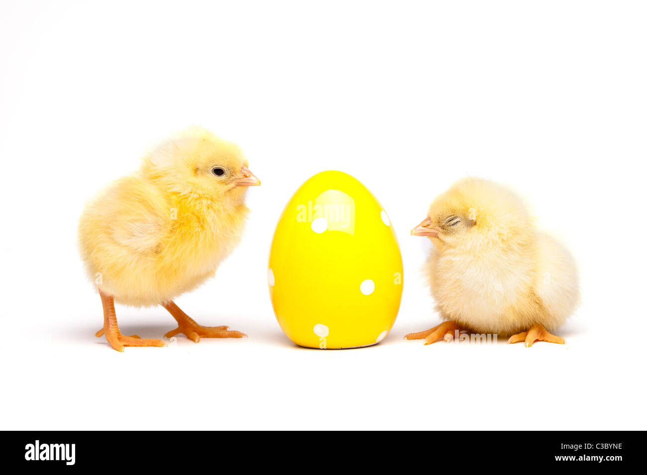 Yellow Chick over white background Stock Photo - Alamy