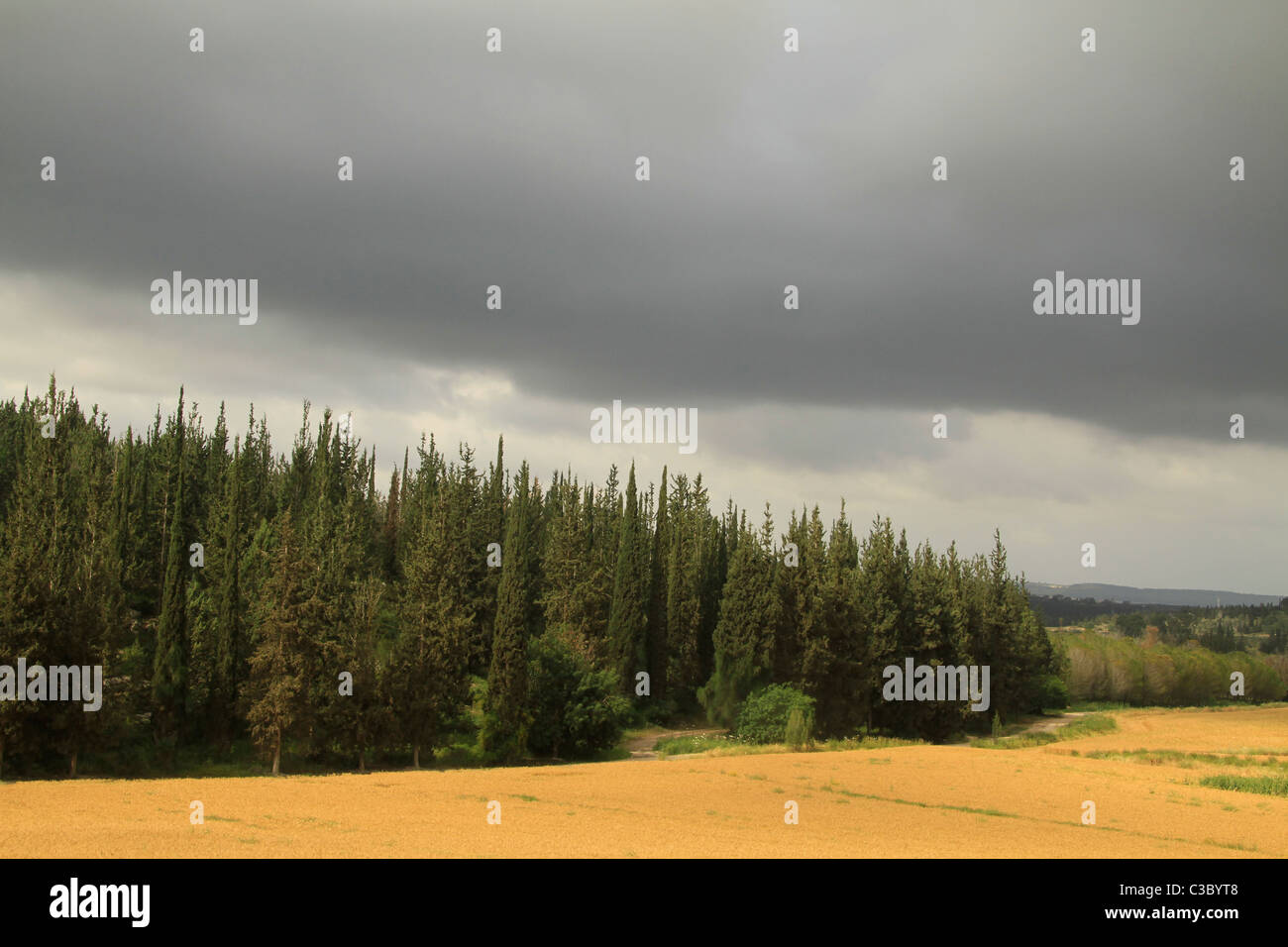 Israel, Eshtaol forest in the Shephelah Stock Photo - Alamy