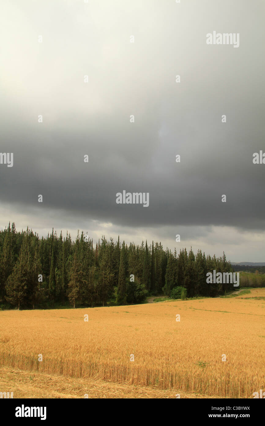 Israel, Eshtaol forest in the Shephelah Stock Photo - Alamy