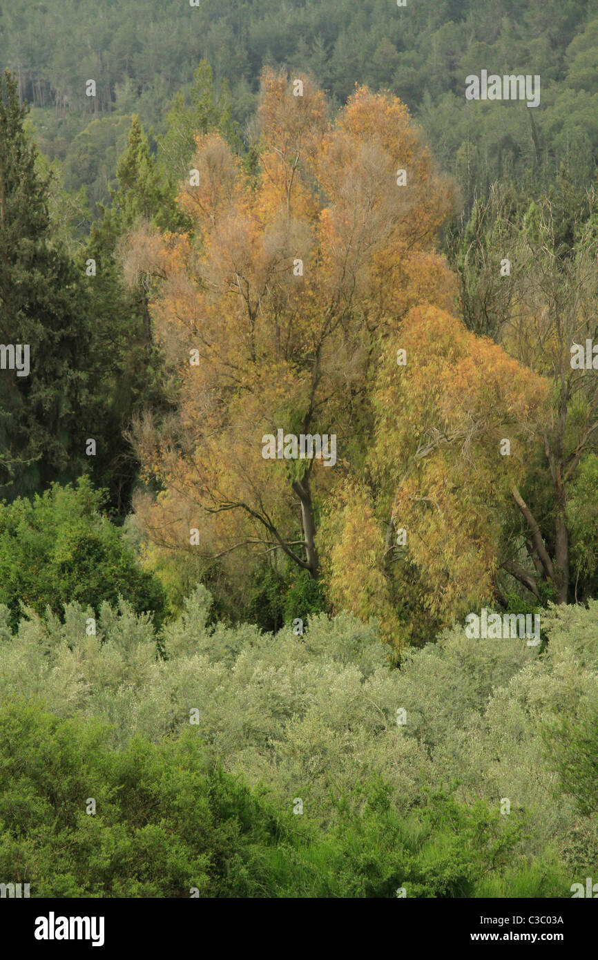 Israel, Eshtaol forest in the Shephelah Stock Photo - Alamy