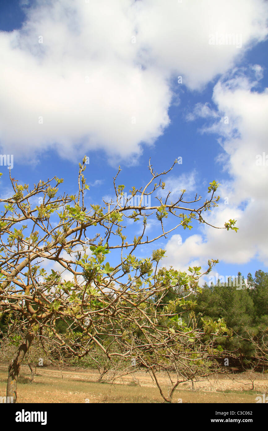 Israel, Shephelah, Pistachio tree (Pistacia vera) in Lahav forest Stock ...